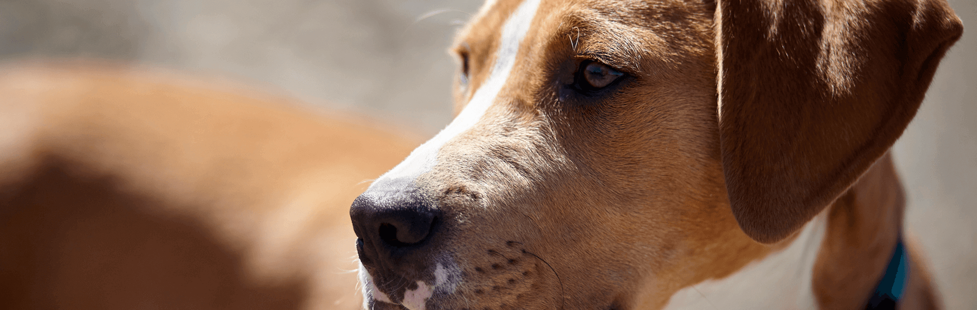 48 Excited Service Dog Usa Image Uk bleumoonproductions