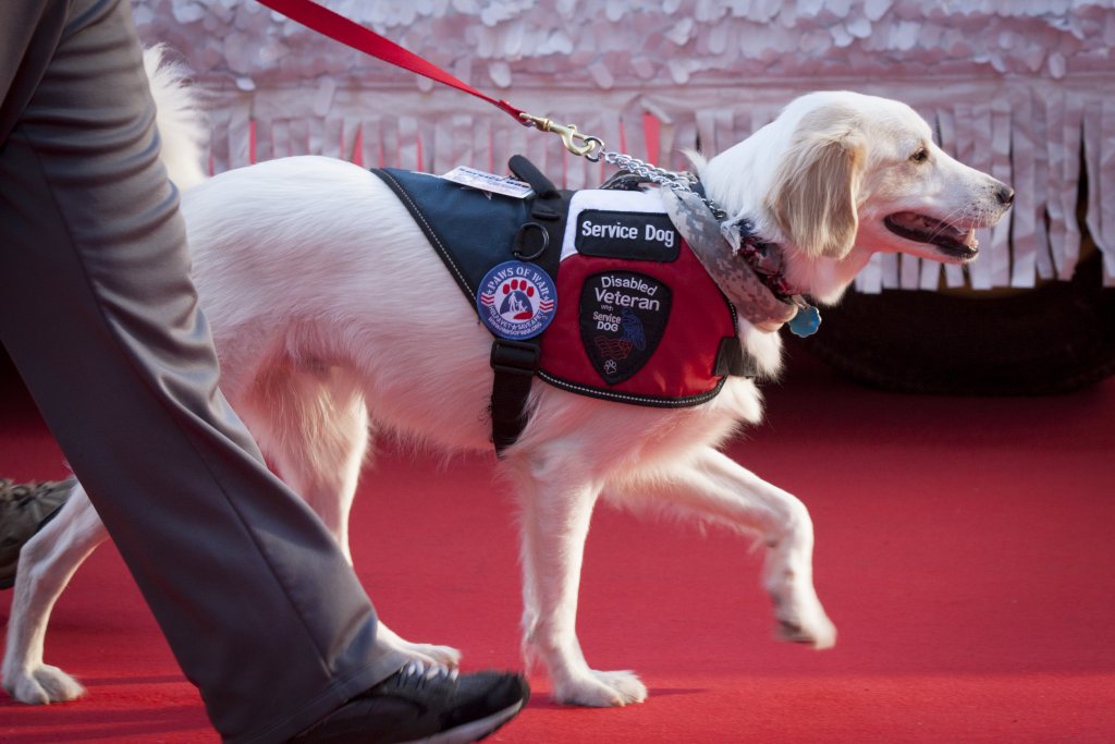 What is a Service Animal | USA Service Dog Registration