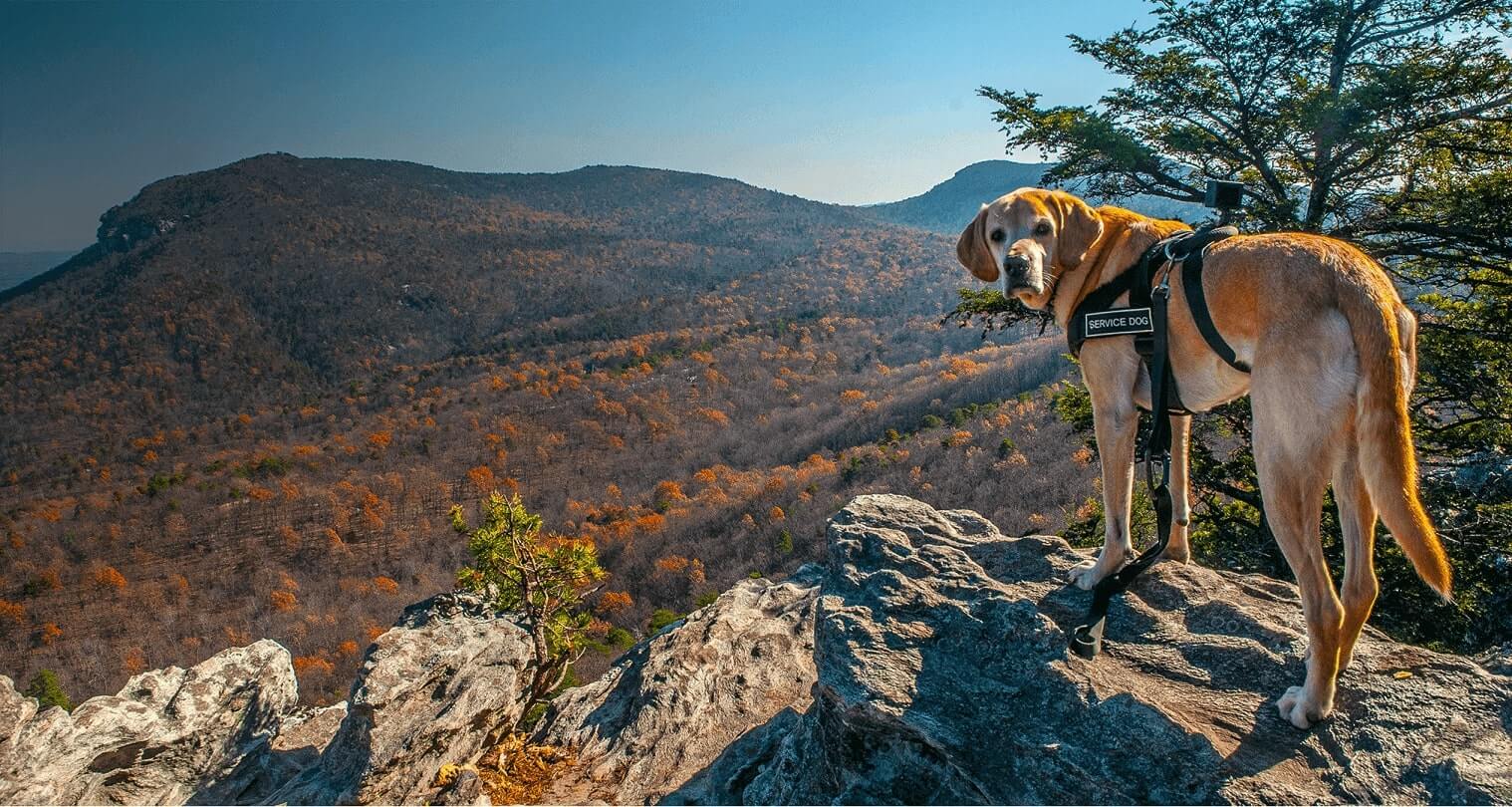 Are Service Dogs Required To Wear A Vest