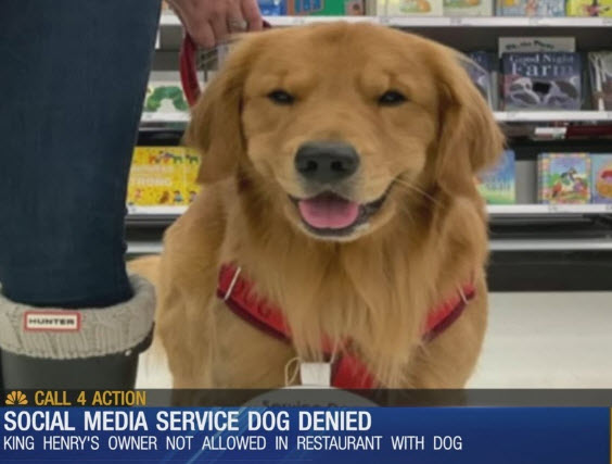 Navigating the Challenges When Your Service Dog is Refused Entry | USA ...